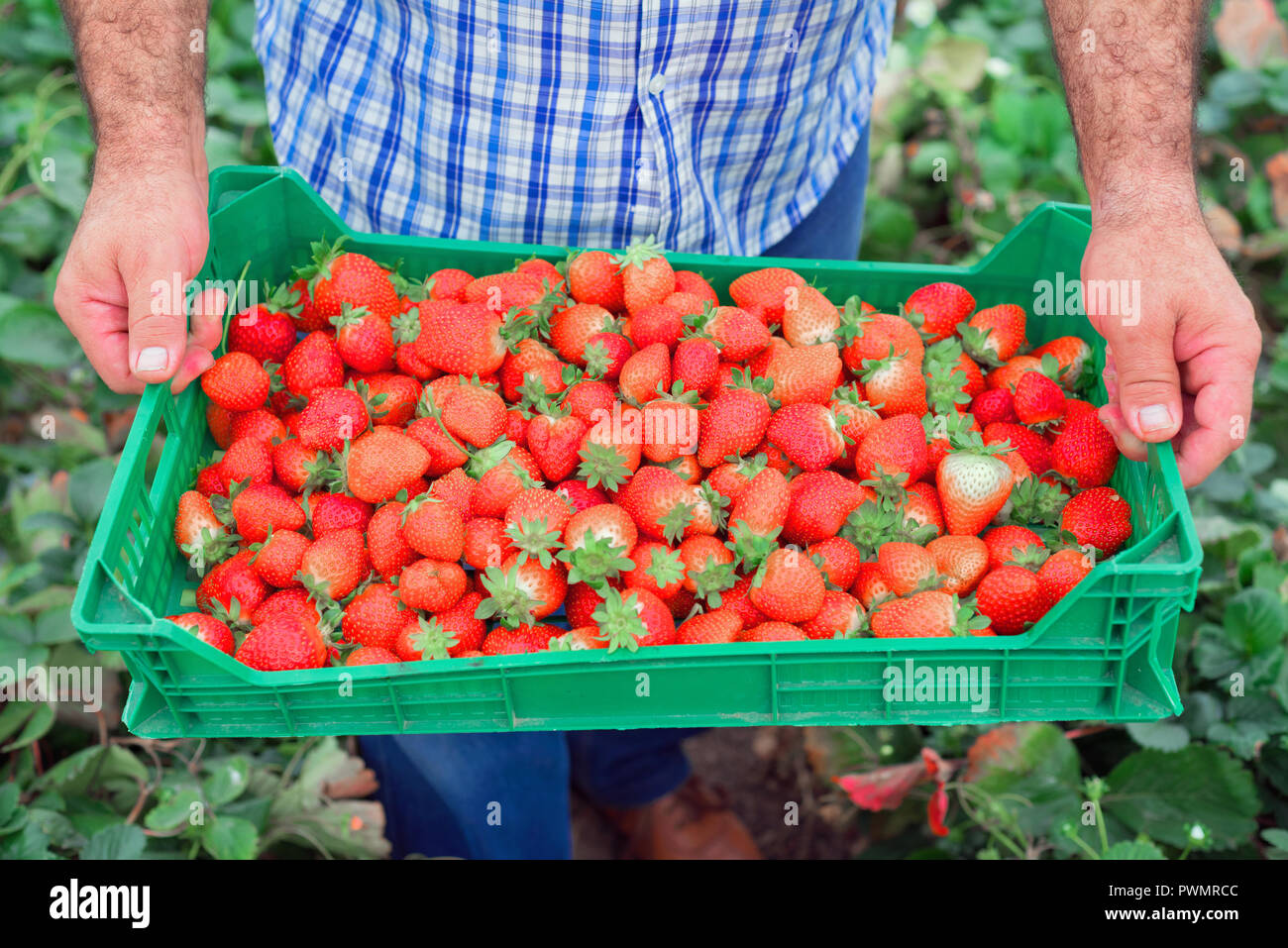 Organic fruit production. Farmer holding crate full of fresh ...