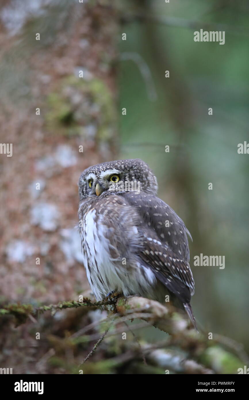 Eurasian pygmy owl-Swabian Jura,Swabian Alps,Baden-Württemberg, Germany ...