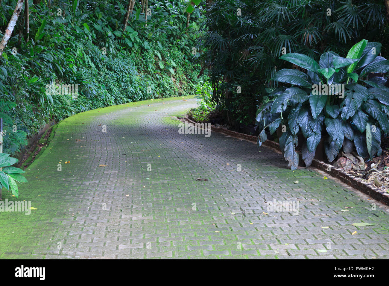 colorful fresh bright green moss walking trail route in the green ...