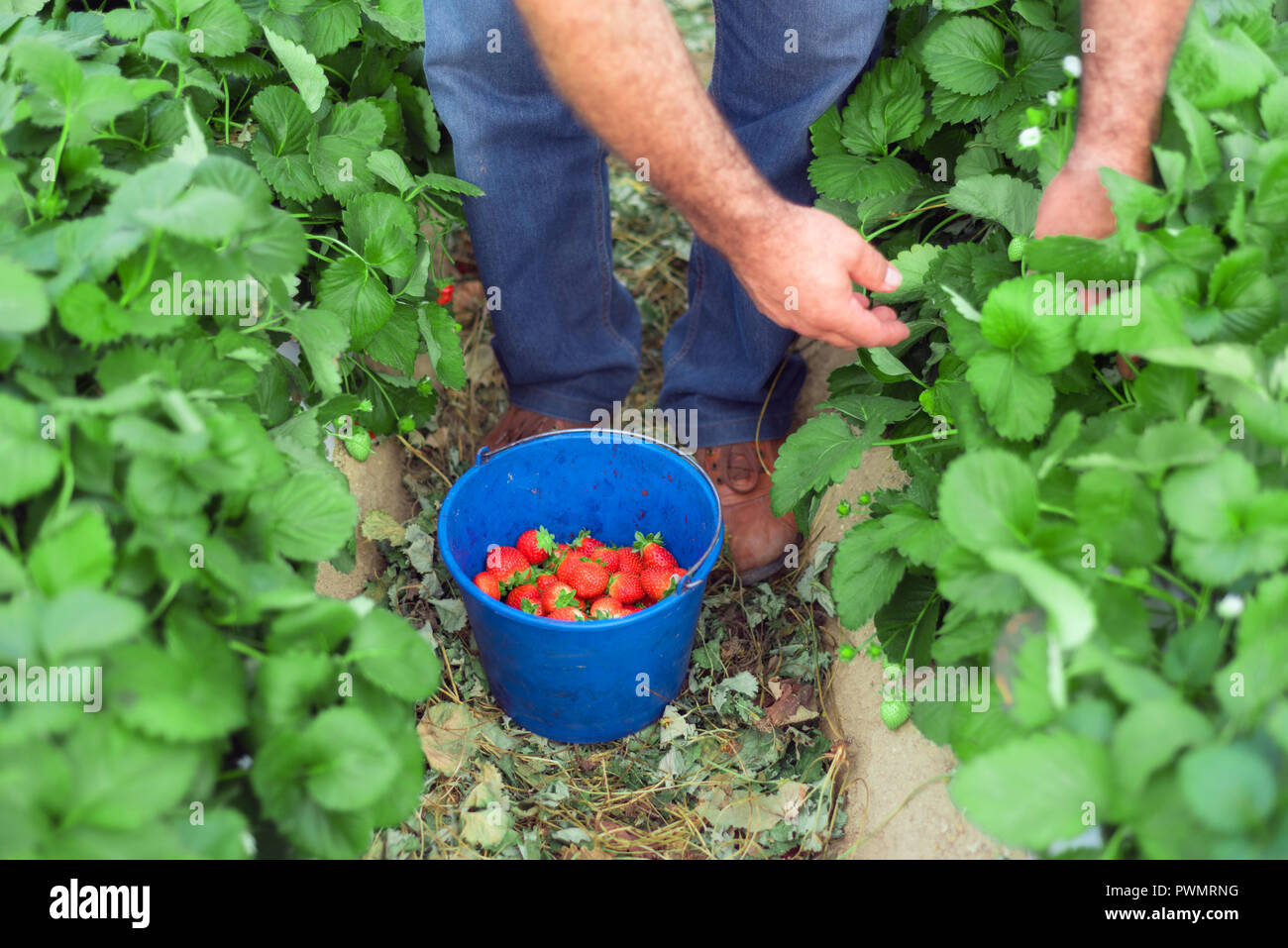 Farmer picking strawberries in a greenhouse Stock Photo - Alamy