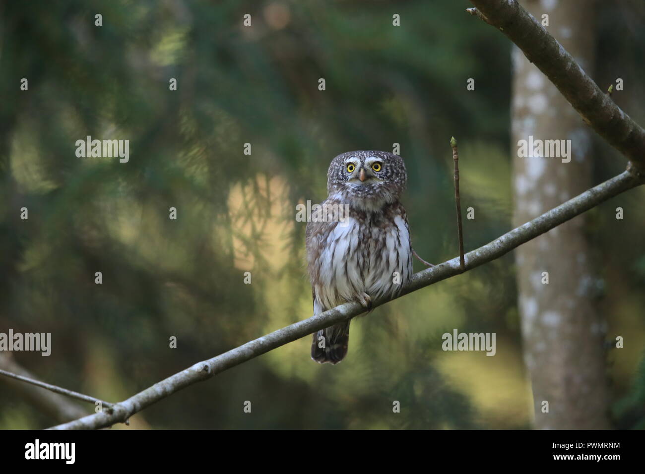 Eurasian pygmy owl-Swabian Jura,Swabian Alps,Baden-Württemberg, Germany ...