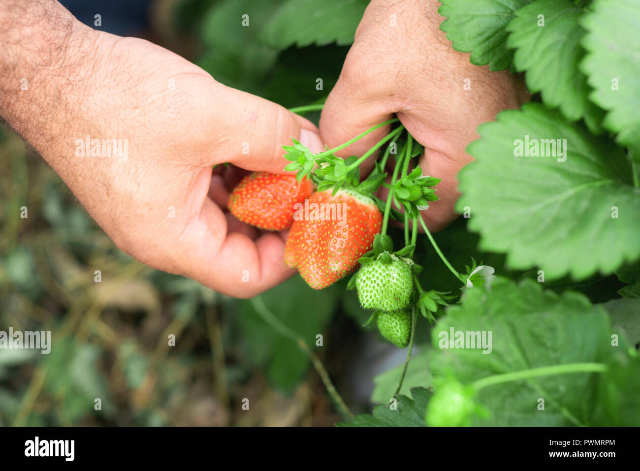 Picking strawberry with hands hi-res stock photography and images - Alamy