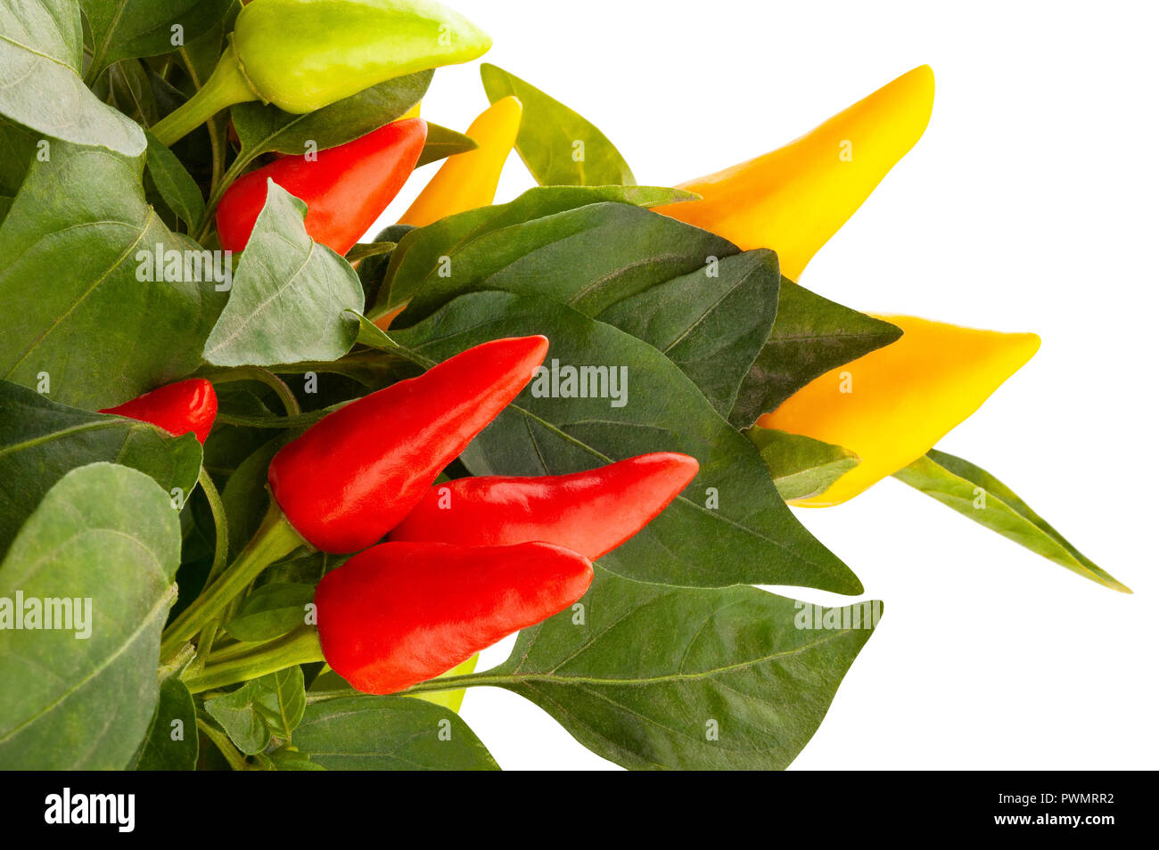 colorful chilli pepper path isolated Stock Photo - Alamy
