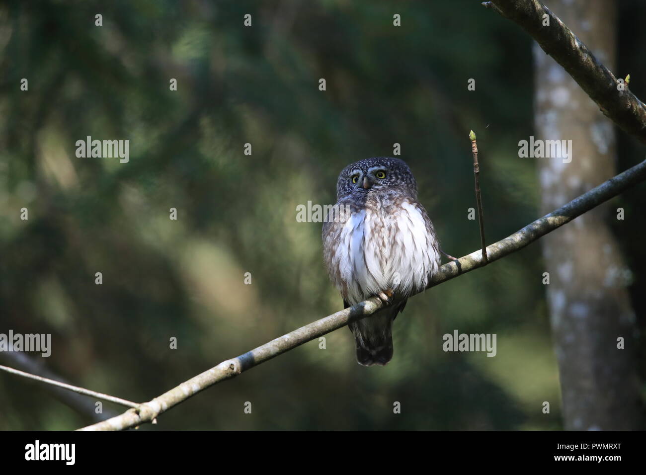 Eurasian pygmy owl-Swabian Jura,Swabian Alps,Baden-Württemberg, Germany ...