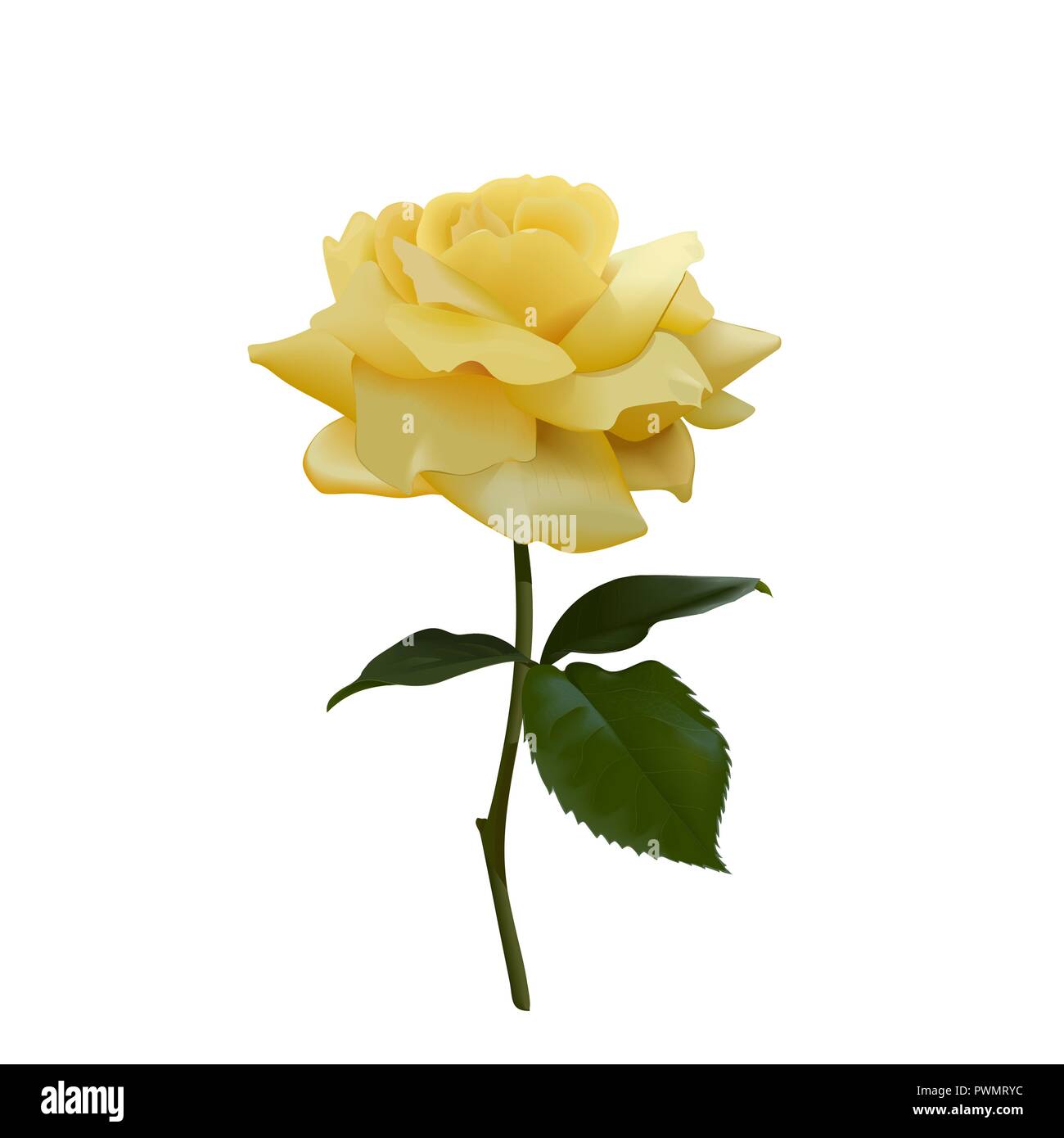 Single Yellow Roses Clipart