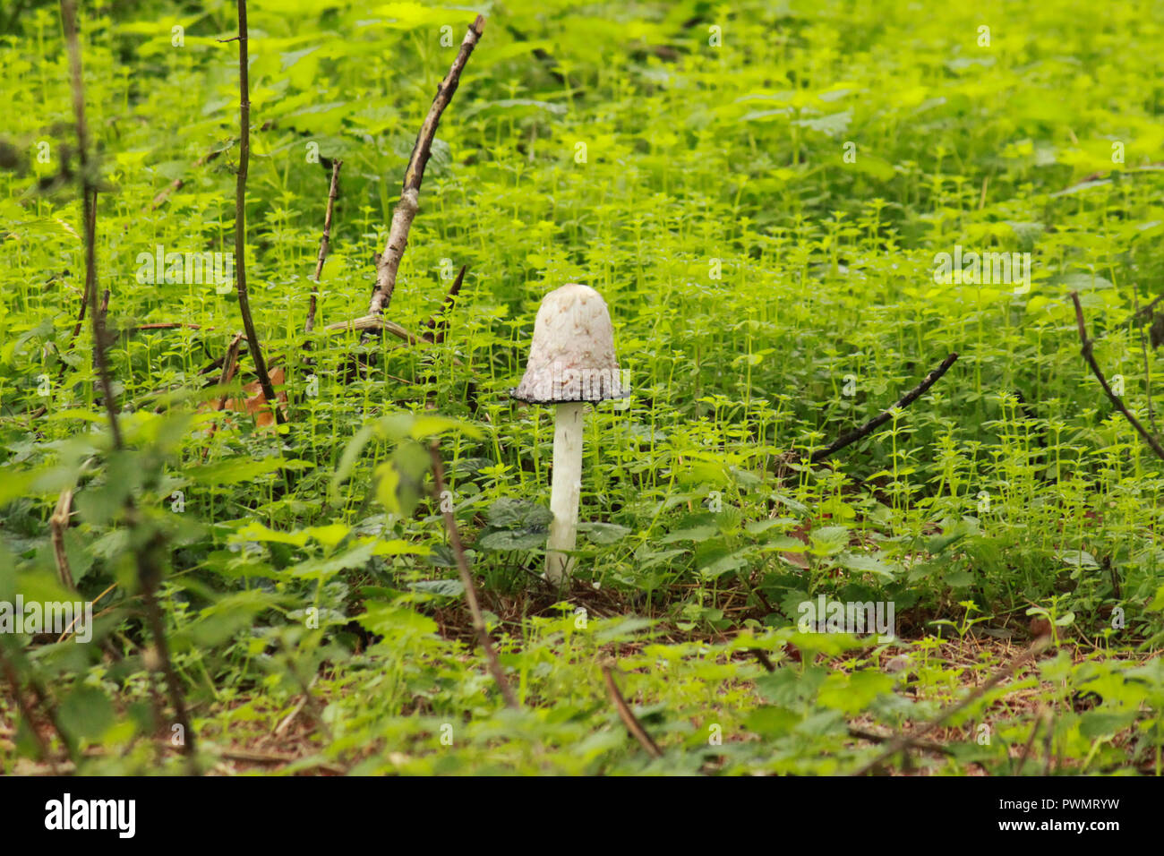 Ink cap mushroom. White mushroom, Coprinus comatus Stock Photo - Alamy