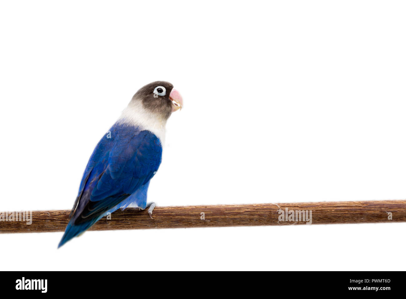 Blue Masked Lovebird sitting on the perch on white background Stock ...