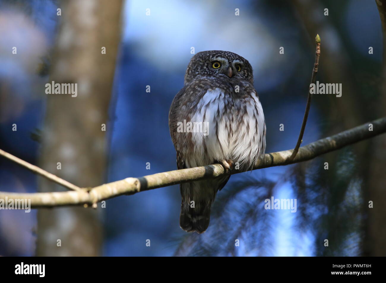 Eurasian pygmy owl-Swabian Jura,Swabian Alps,Baden-Württemberg, Germany ...