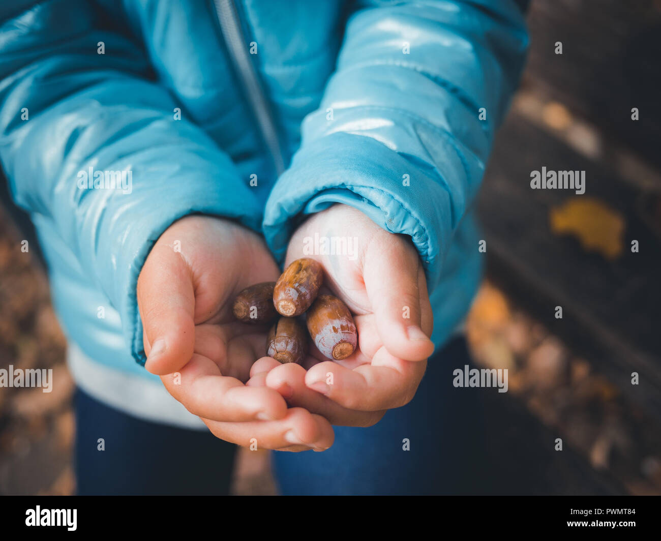 Many acorns hi-res stock photography and images - Alamy