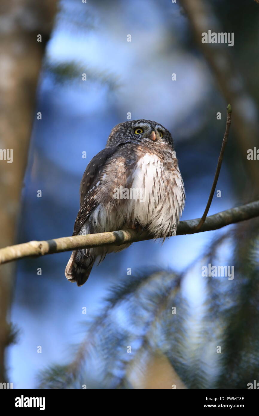 Eurasian pygmy owl-Swabian Jura,Swabian Alps,Baden-Württemberg, Germany ...