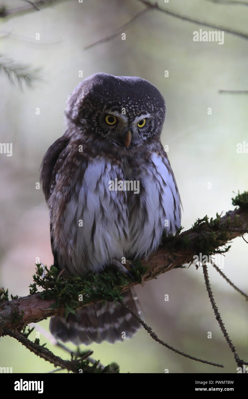 Eurasian pygmy owl-Swabian Jura,Swabian Alps,Baden-Württemberg, Germany ...