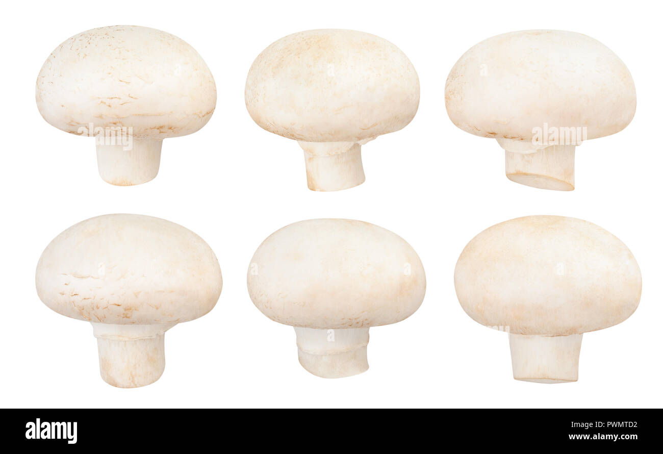 mushrooms path isolated Stock Photo - Alamy