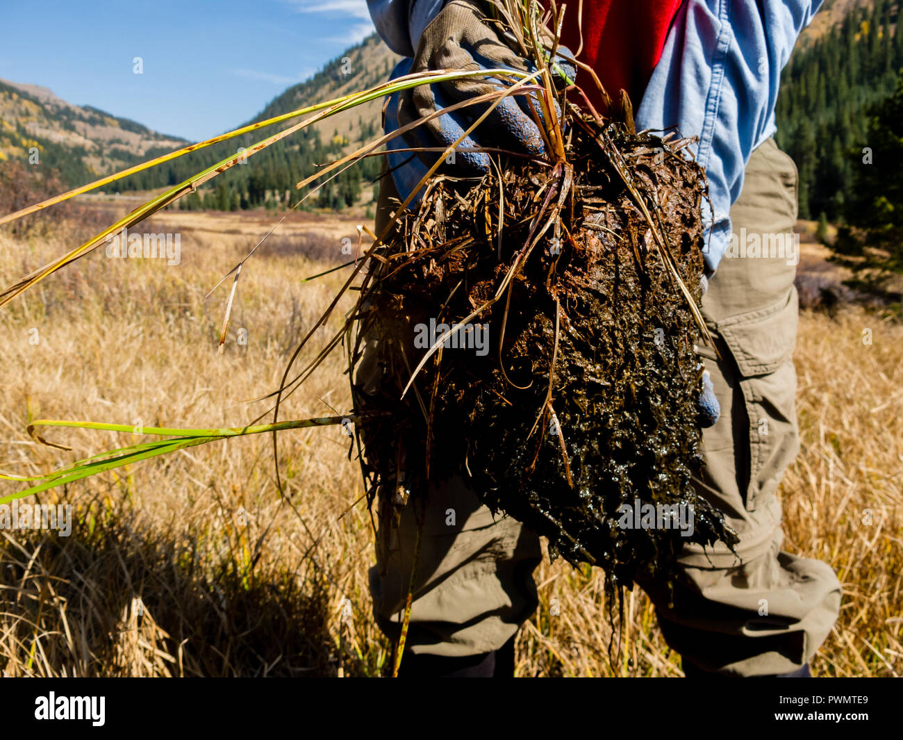 Wetland restoration hi-res stock photography and images - Alamy