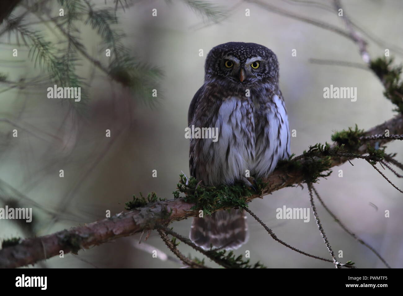 Eurasian pygmy owl-Swabian Jura,Swabian Alps,Baden-Württemberg, Germany ...