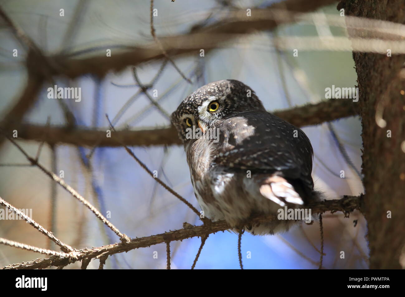 Eurasian pygmy owl-Swabian Jura,Swabian Alps,Baden-Württemberg, Germany ...