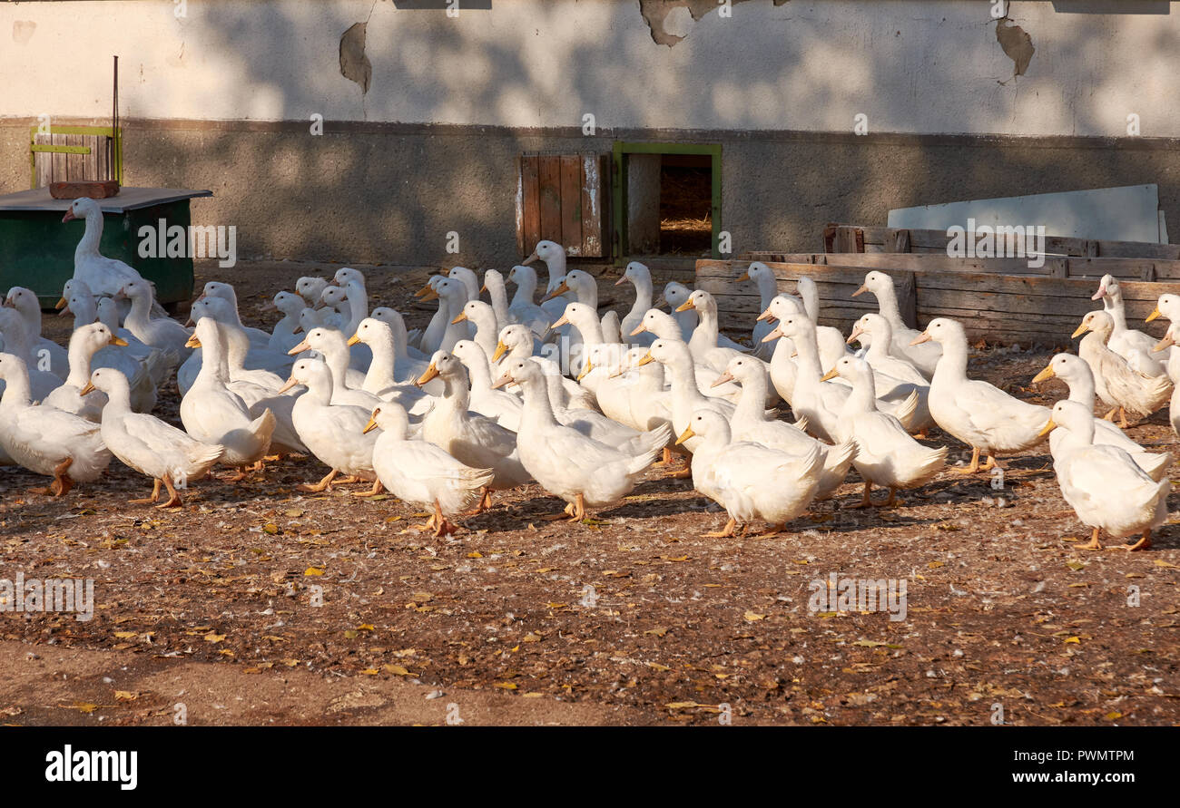 Poultry farm building hi-res stock photography and images - Alamy