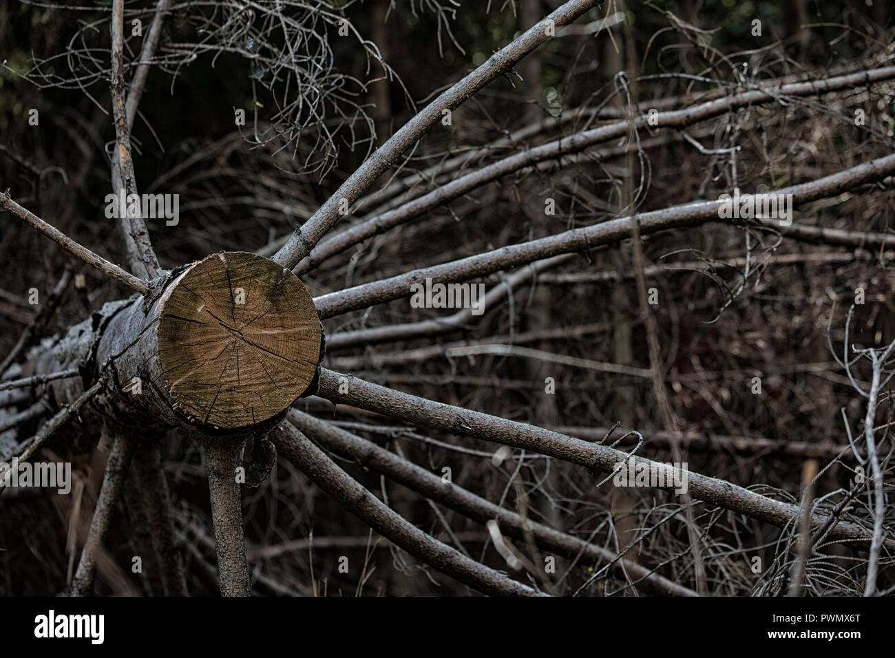 tree roots and sunshine in a green forest Stock Photo - Alamy