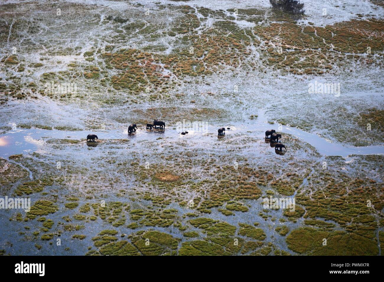 Elephants in Okawango Stock Photo - Alamy