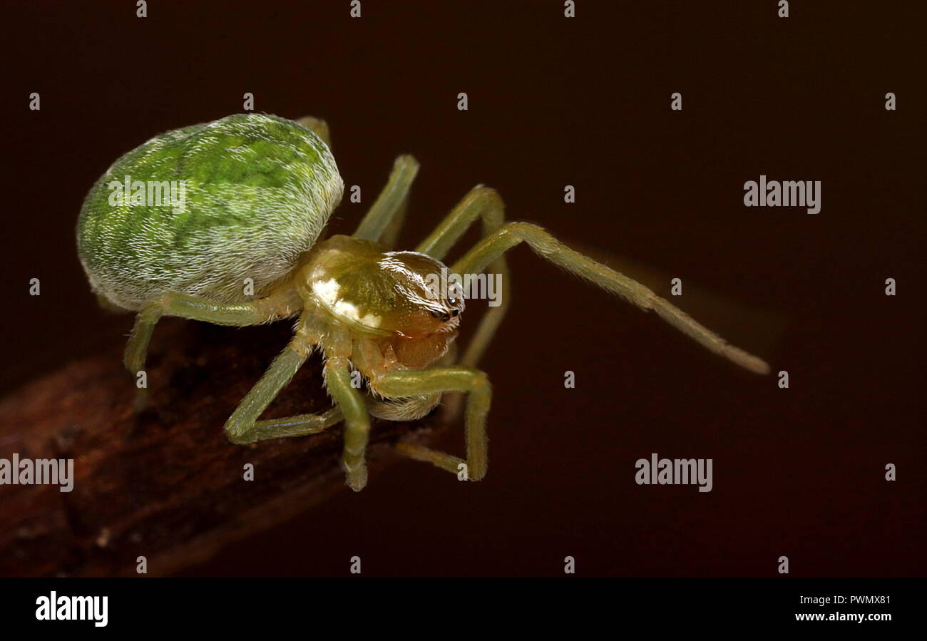 Nigma walckenaeri (Green Mesh-weaver) spider macro clos up Stock Photo ...