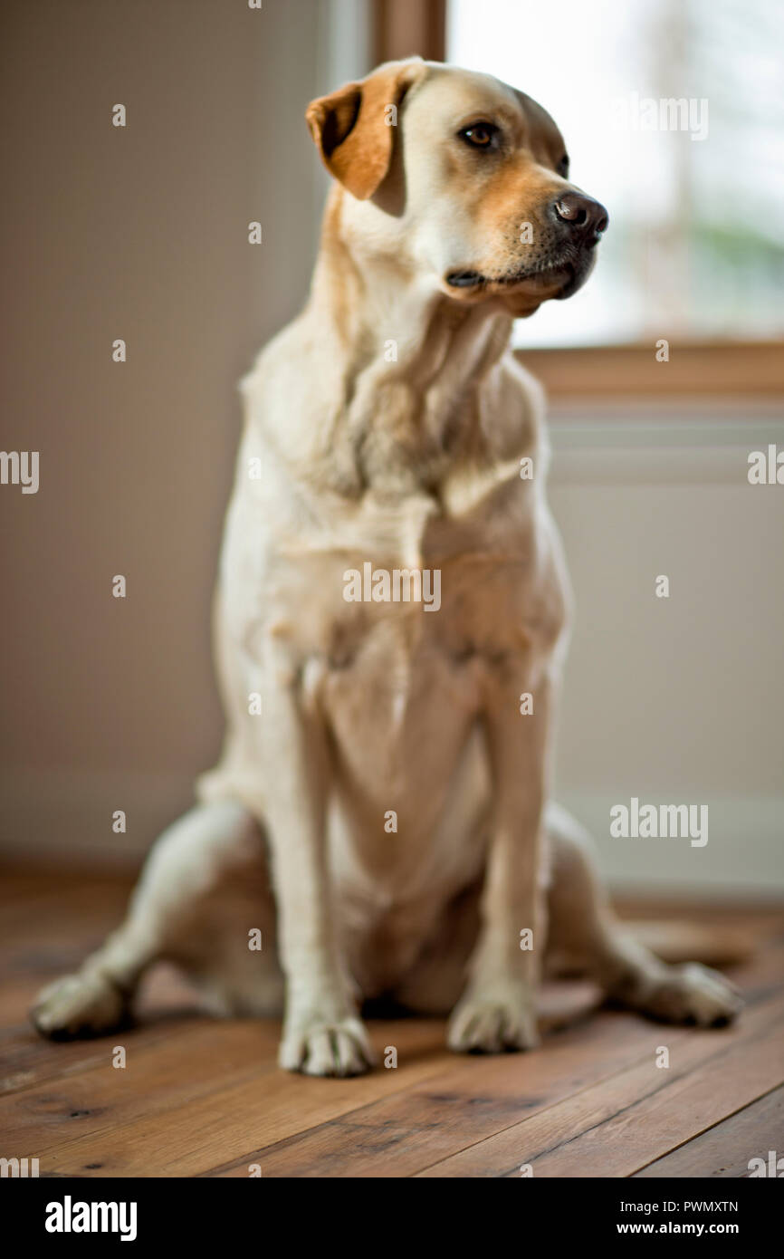 Golden labrador sitting hi-res stock photography and images - Alamy