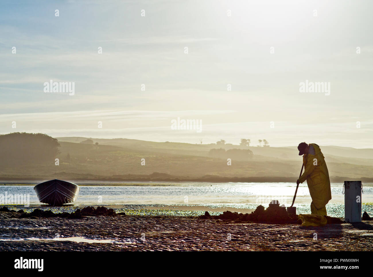 Clams algae hi-res stock photography and images - Alamy