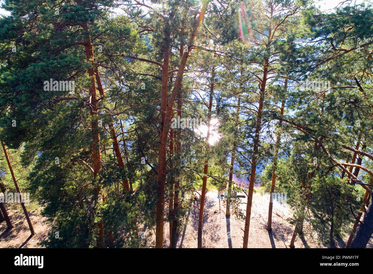 Pine trees aerial hi-res stock photography and images - Alamy