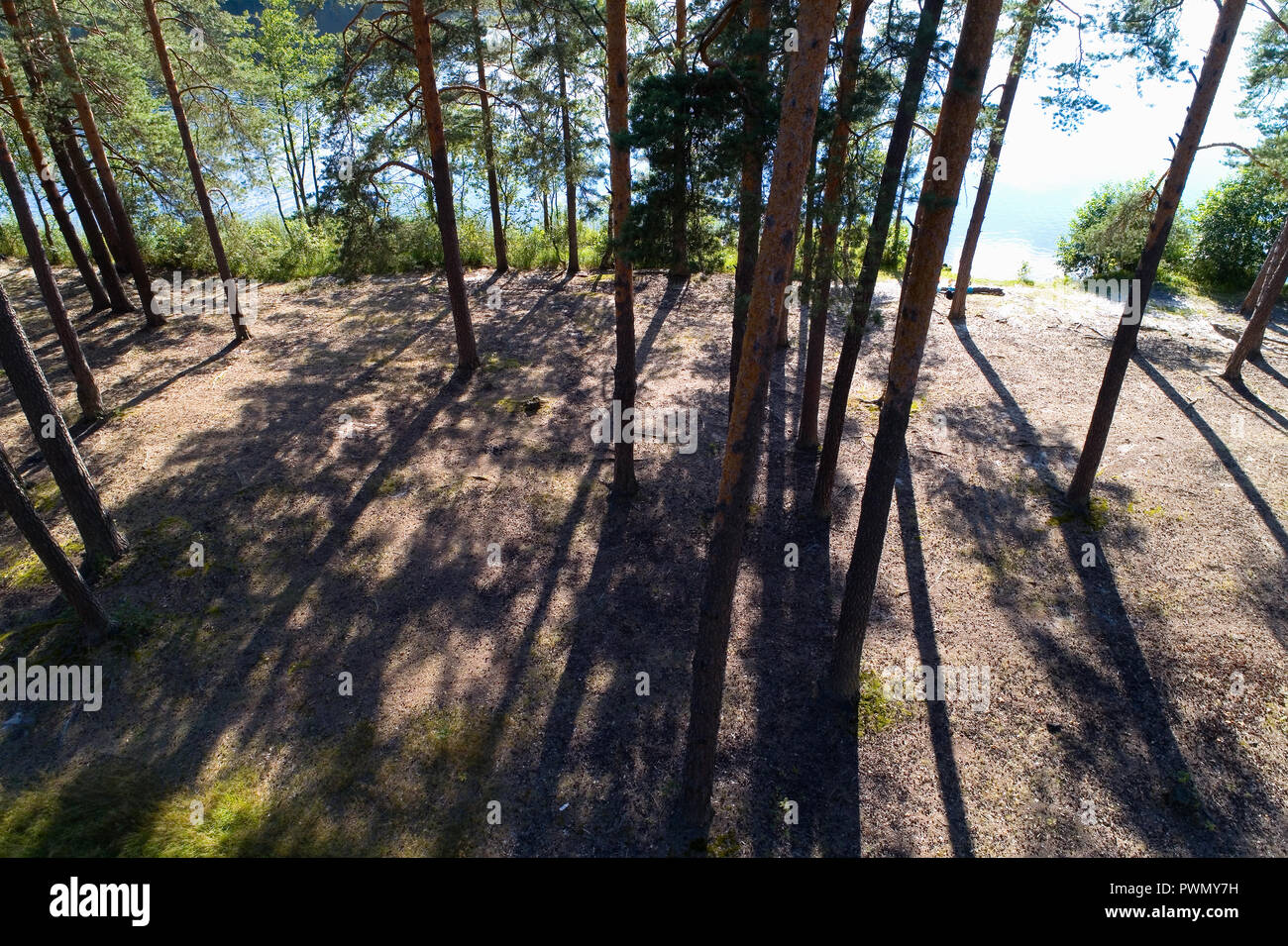 An unusual view from above on the pine trees on the shore in the ...