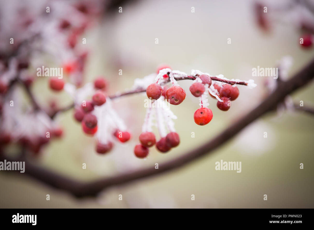 Small red berries on a tree branch with beautiful white frost Stock ...