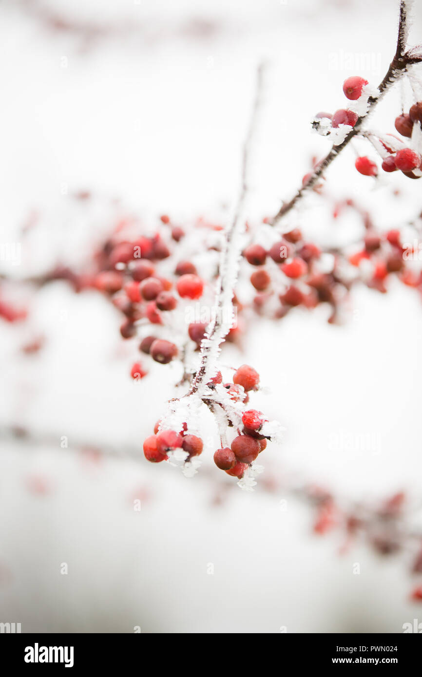 Small red berries on a tree branch with beautiful white frost Stock ...