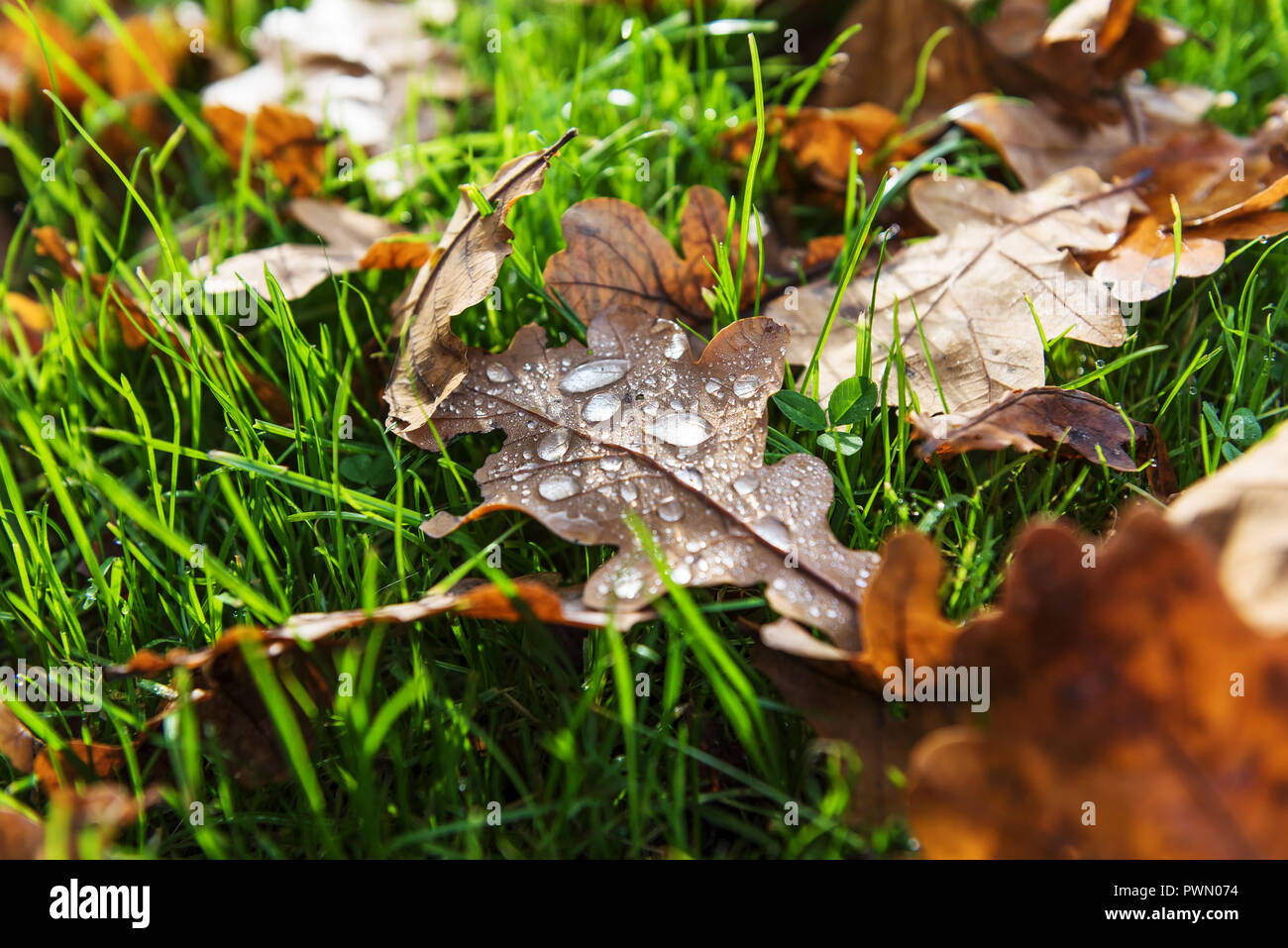 Morning dew on leaves of an oak tree Stock Photo - Alamy