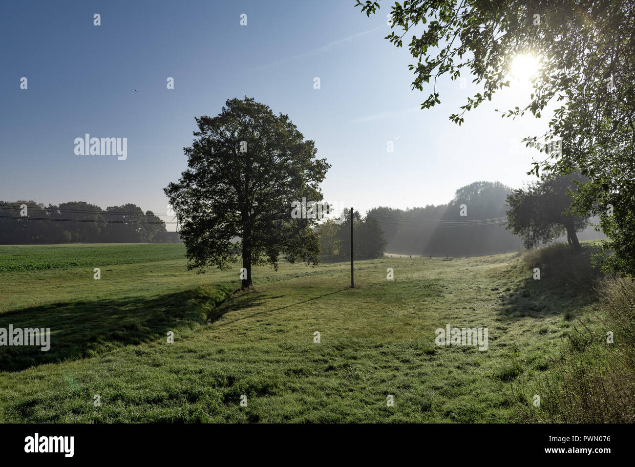 A peaceful cool morning scene with a tree on a meadow Stock Photo - Alamy