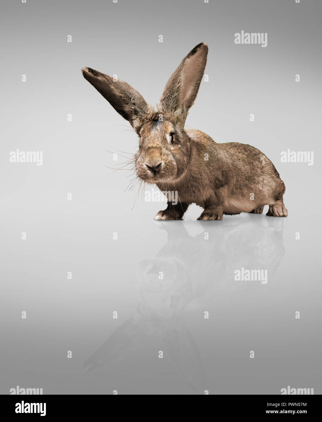 A rabbit looking carefully in camera Stock Photo - Alamy