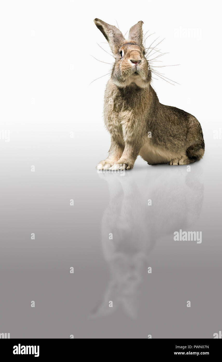 A rabbit looking in upright position in camera Stock Photo - Alamy