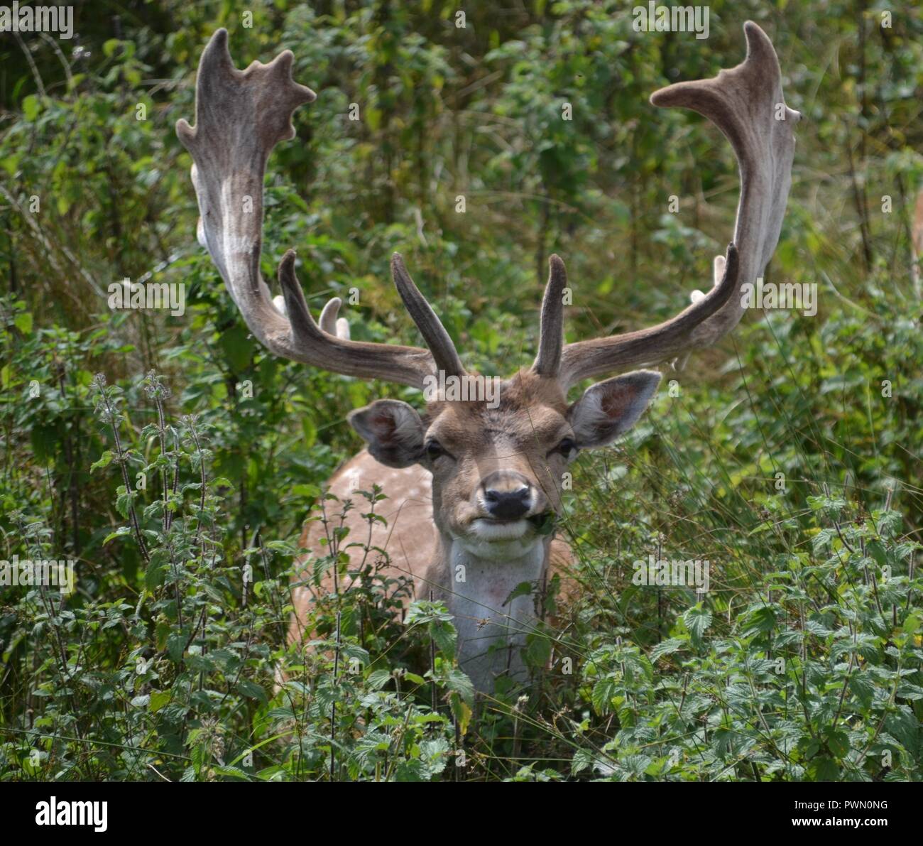 Chewing its cud hi-res stock photography and images - Alamy