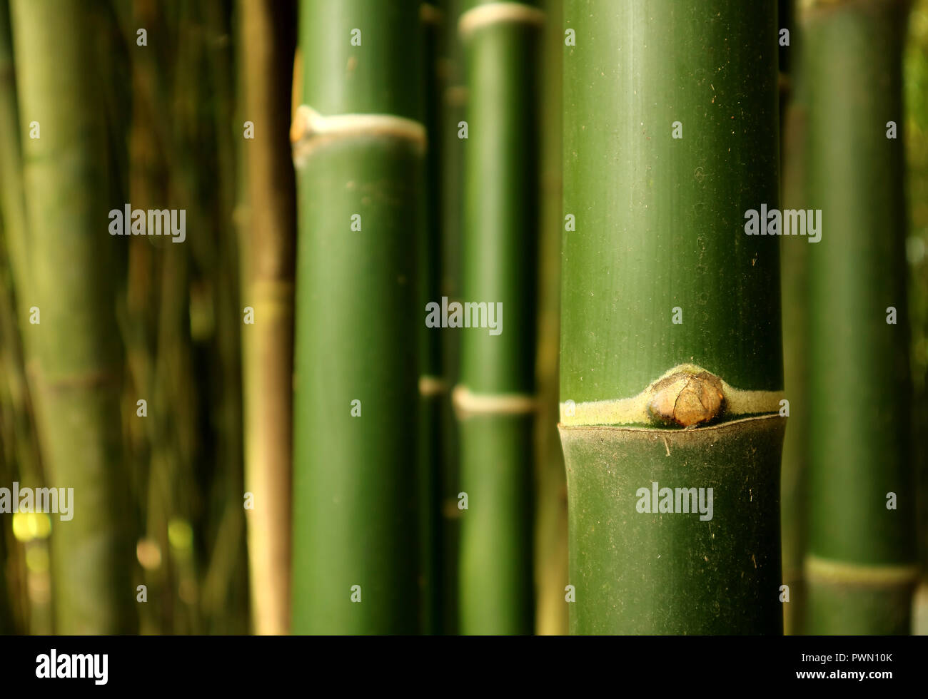 Closed up green bamboo tree trunk of the bamboo forest in Thailand ...