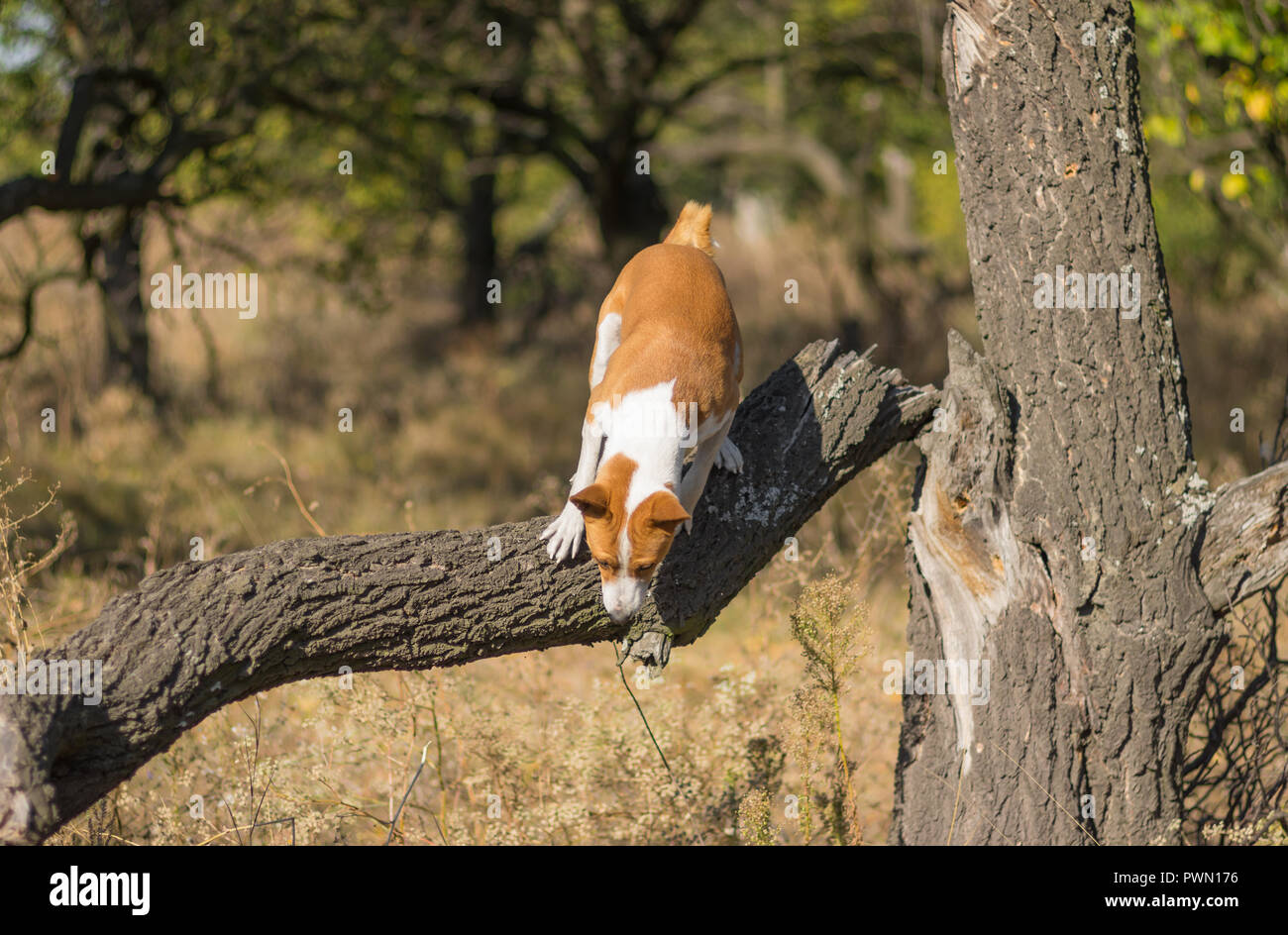 Wild Basenji dog jumping off from broken apricot tree at fall forest ...