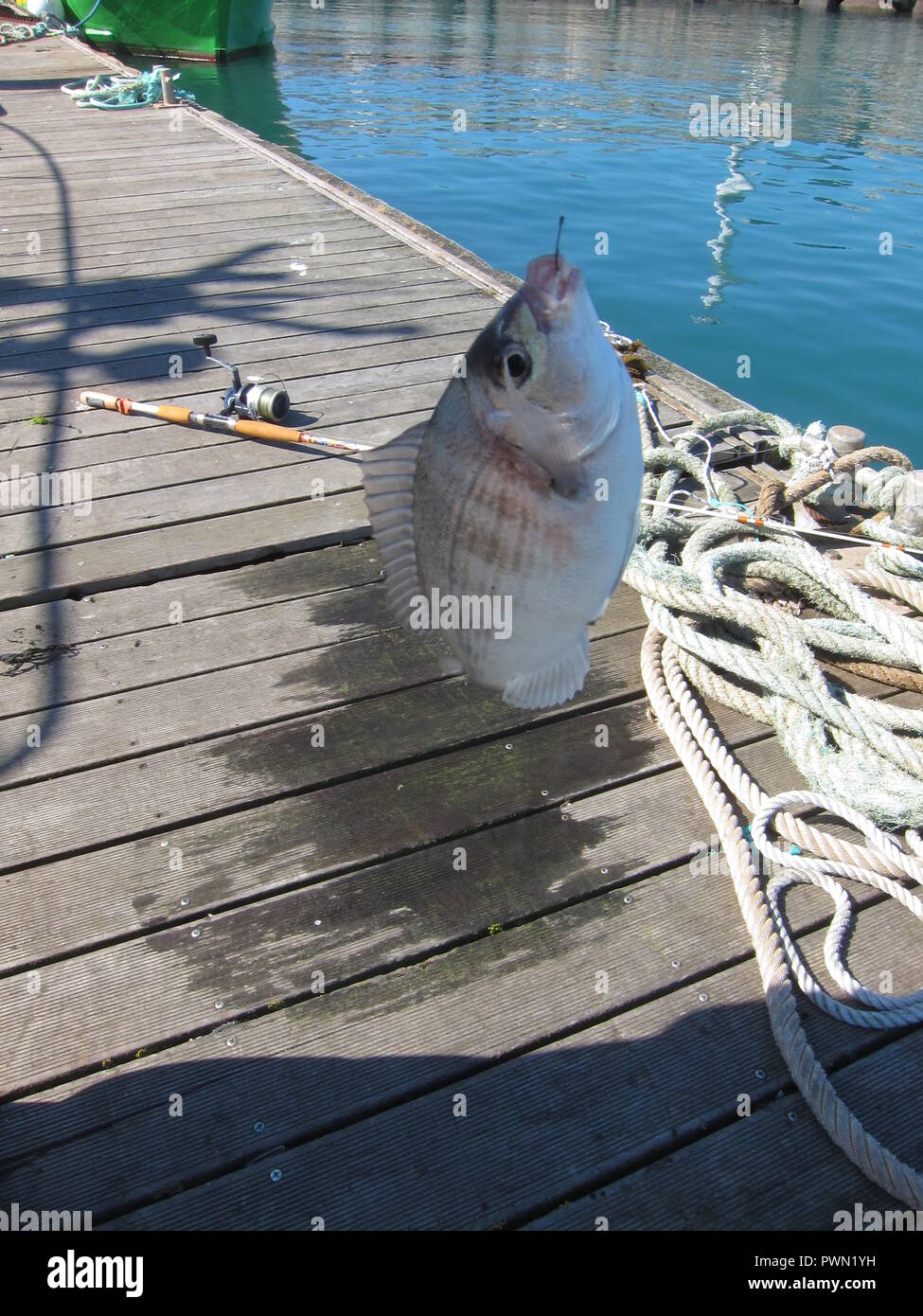 sea bream fishing on the pontoons in Brittany Stock Photo - Alamy