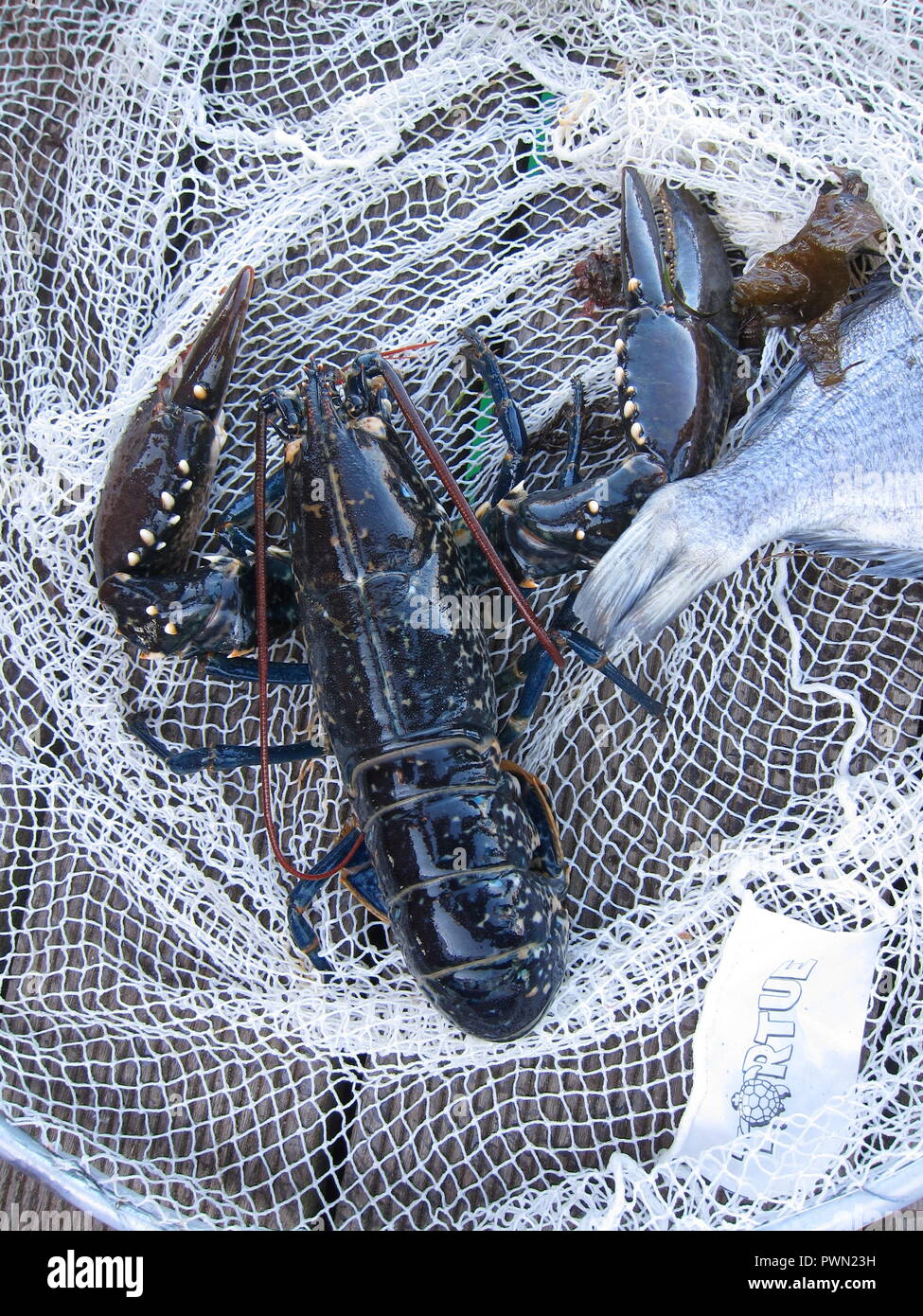 Breton lobster in a fishing net Stock Photo - Alamy