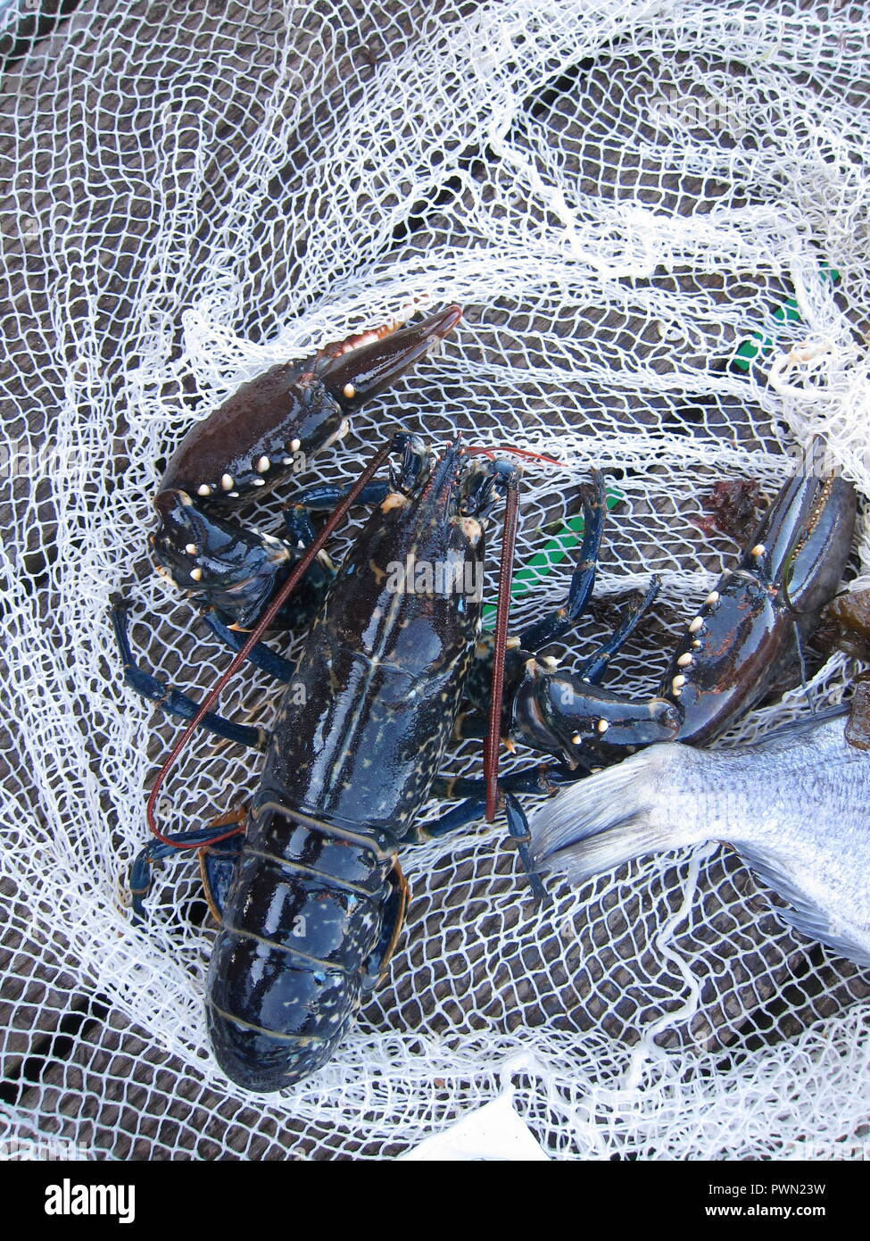 Breton lobster in a fishing net Stock Photo - Alamy