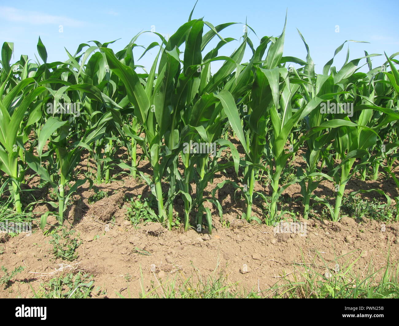 Corn field in Spring Stock Photo - Alamy