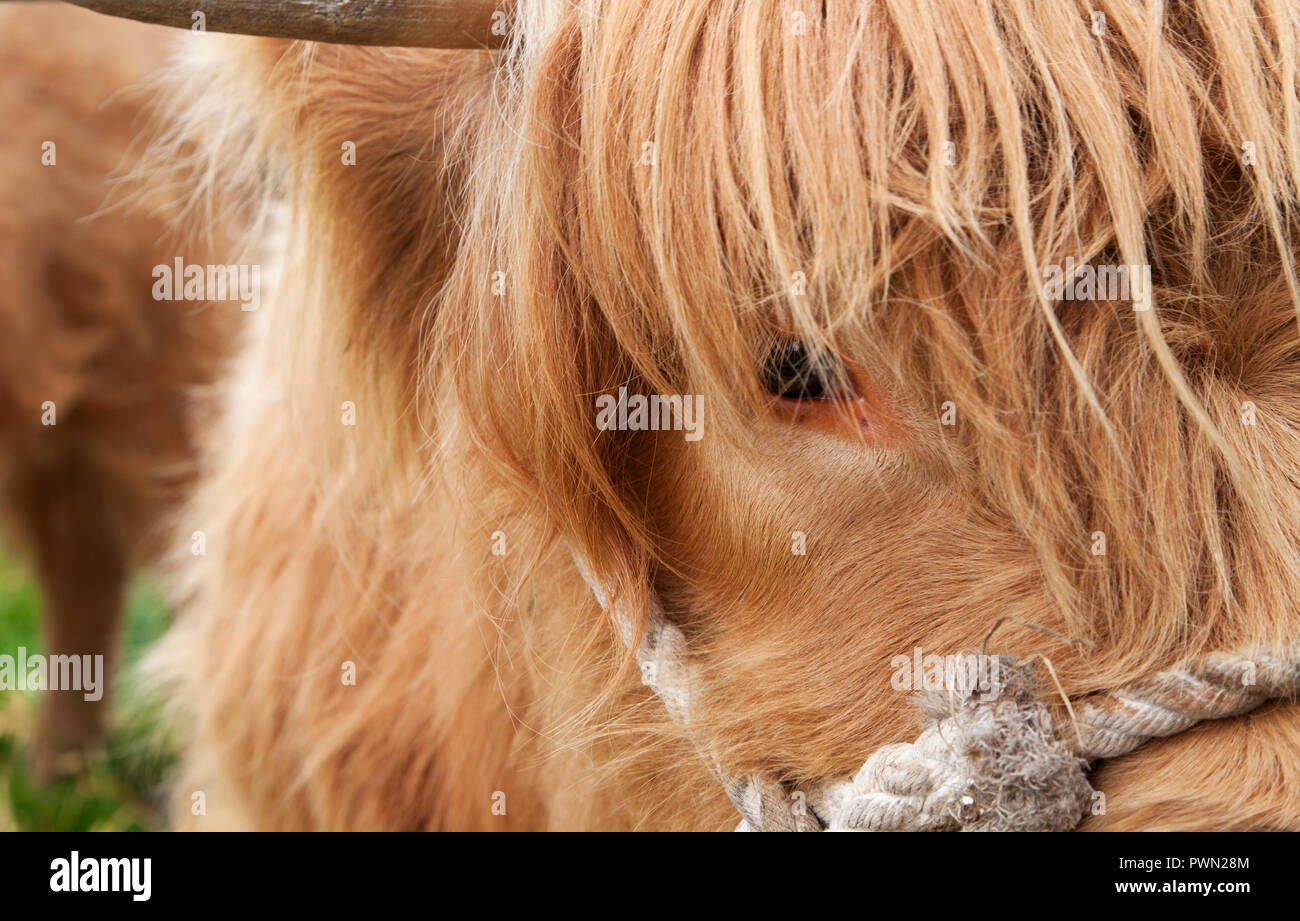 Highland cow eye hi-res stock photography and images - Alamy
