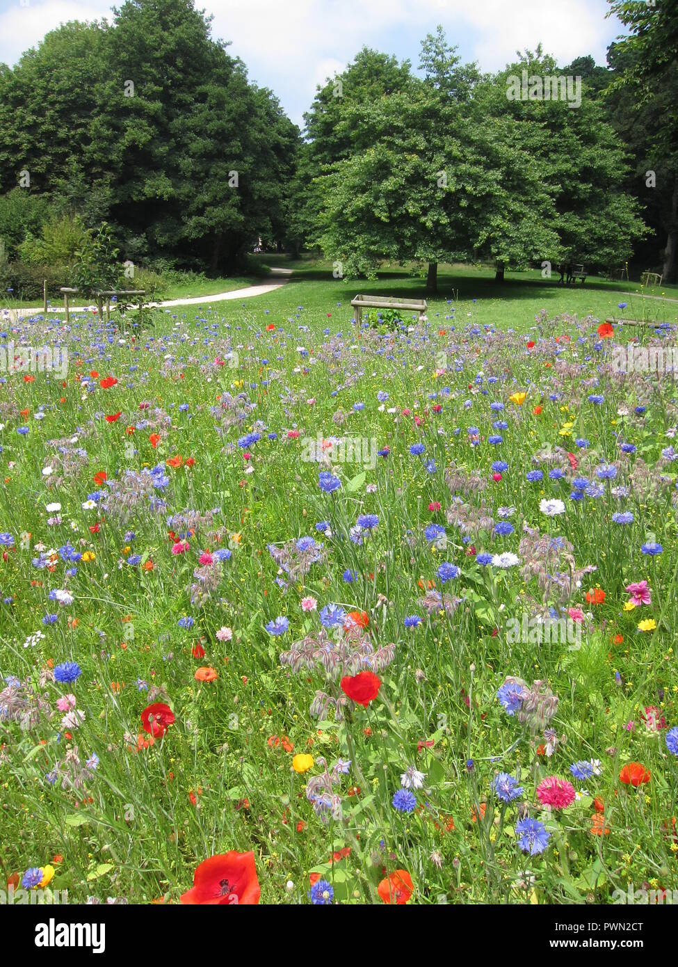 Field of flowers Stock Photo - Alamy