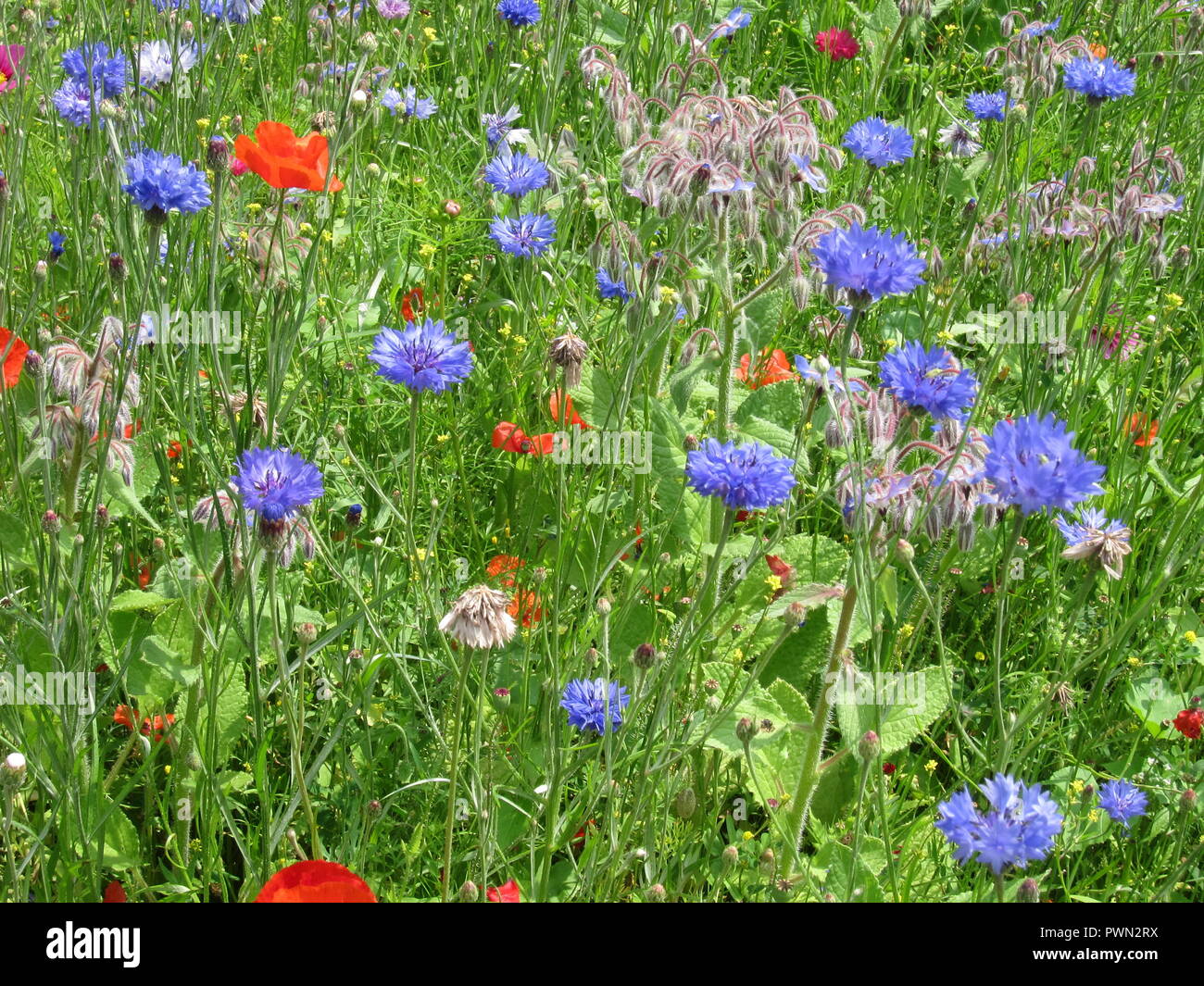 Field of flowers Stock Photo - Alamy