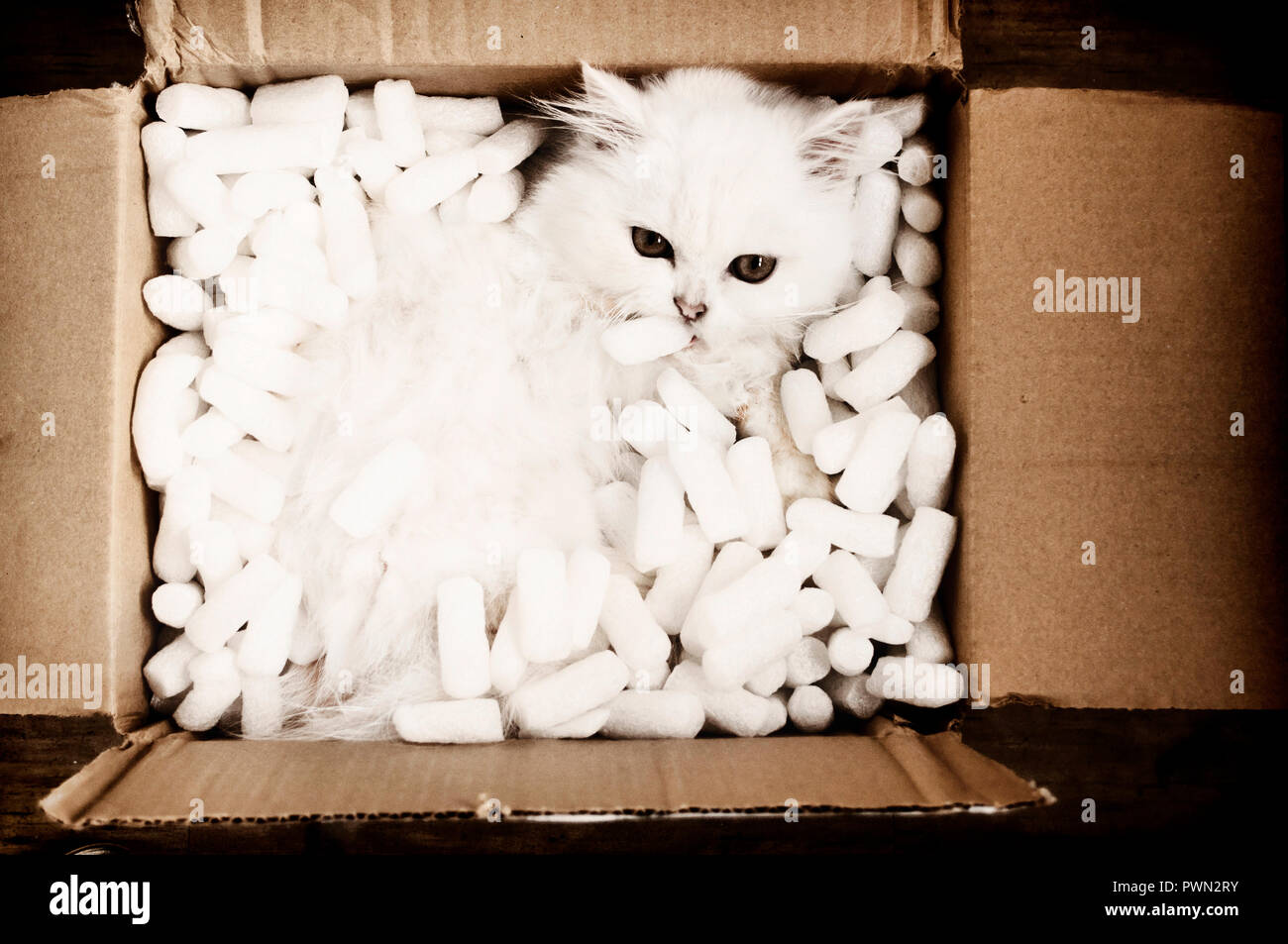 Cutest cat photos hi-res stock photography and images - Alamy