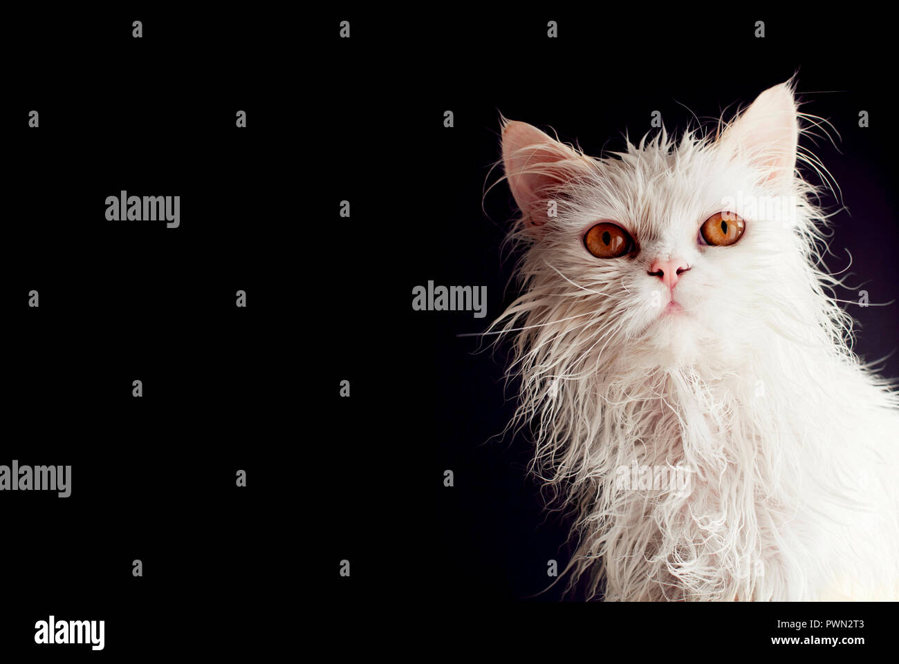 Wet cat hi-res stock photography and images - Alamy