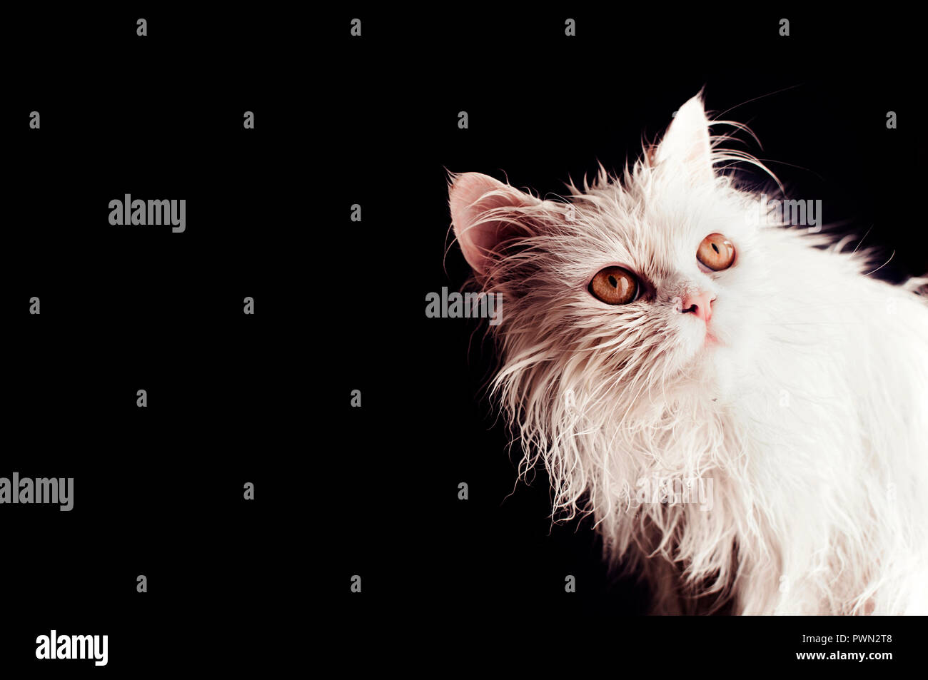 Wet cat hi-res stock photography and images - Alamy