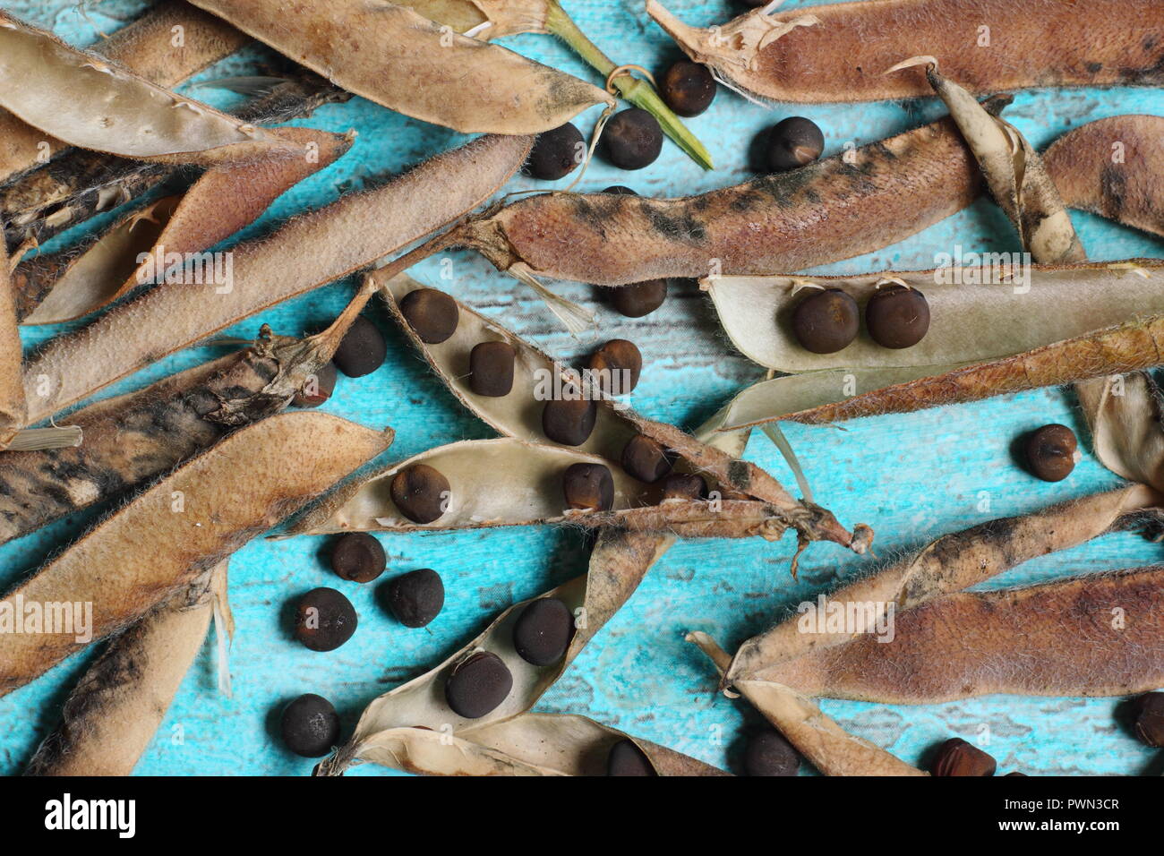 Lathyrus odoratus. Dried sweet pea pods with seeds that are ready to ...