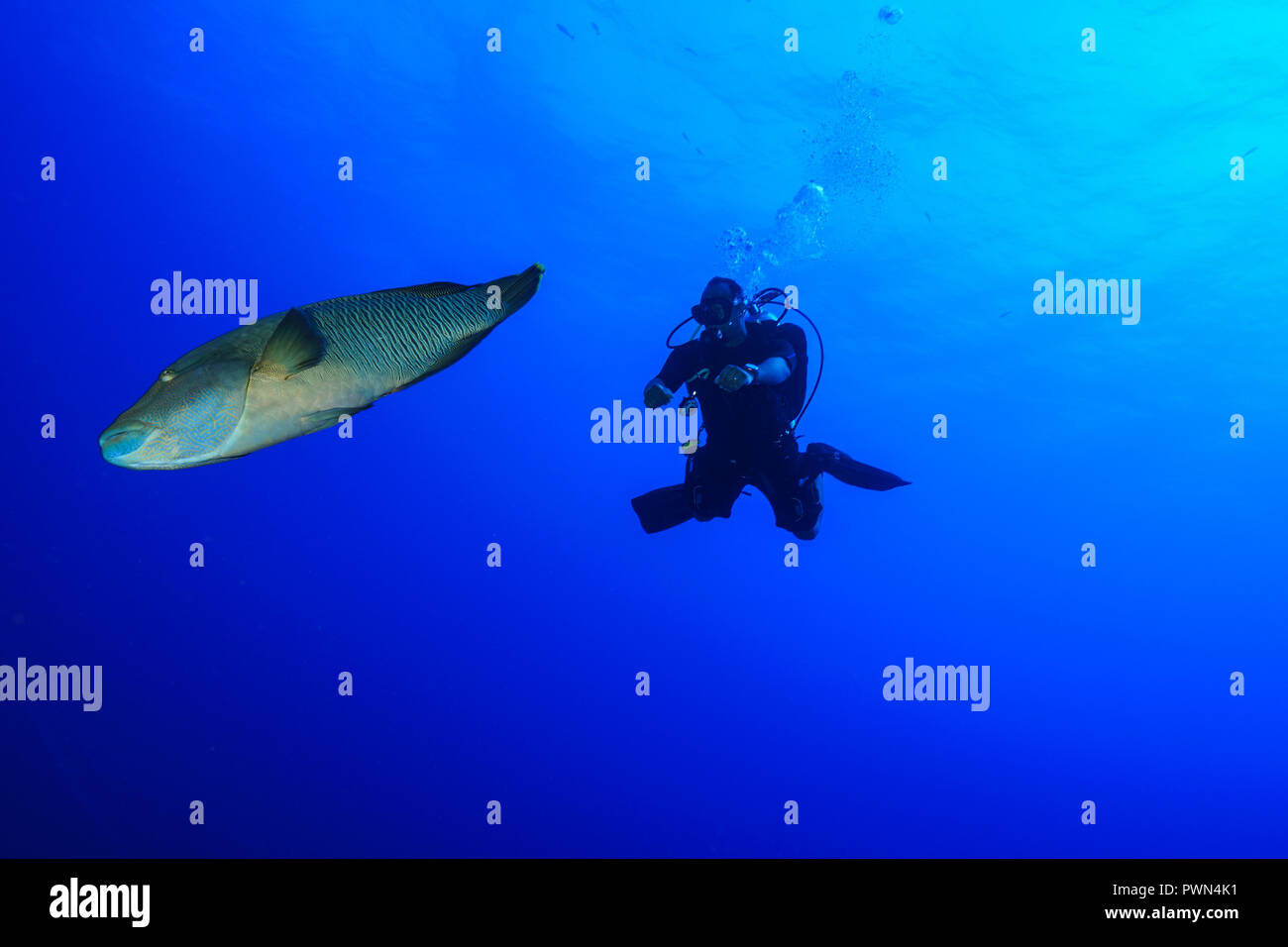 the Beautiful Napoleon fish at the Red Sea Egypt Stock Photo - Alamy