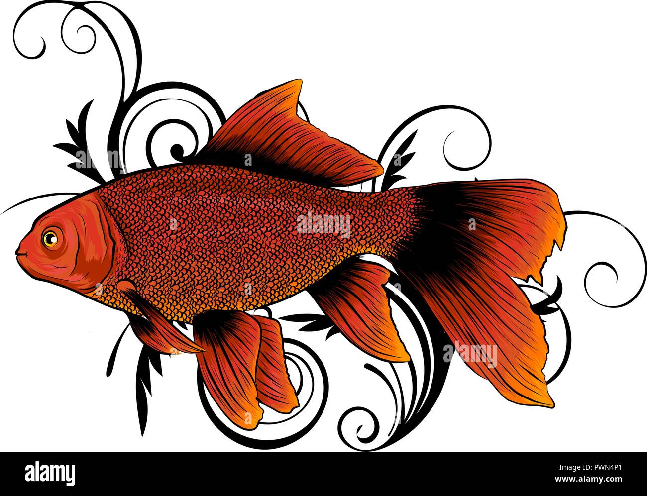 Red Drum, Redfish. Vector illustration with refined details Stock ...