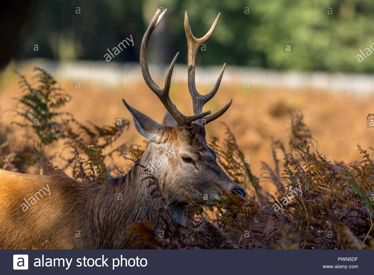 Young Red Deer Stag Stock Photos & Young Red Deer Stag Stock Images - Alamy